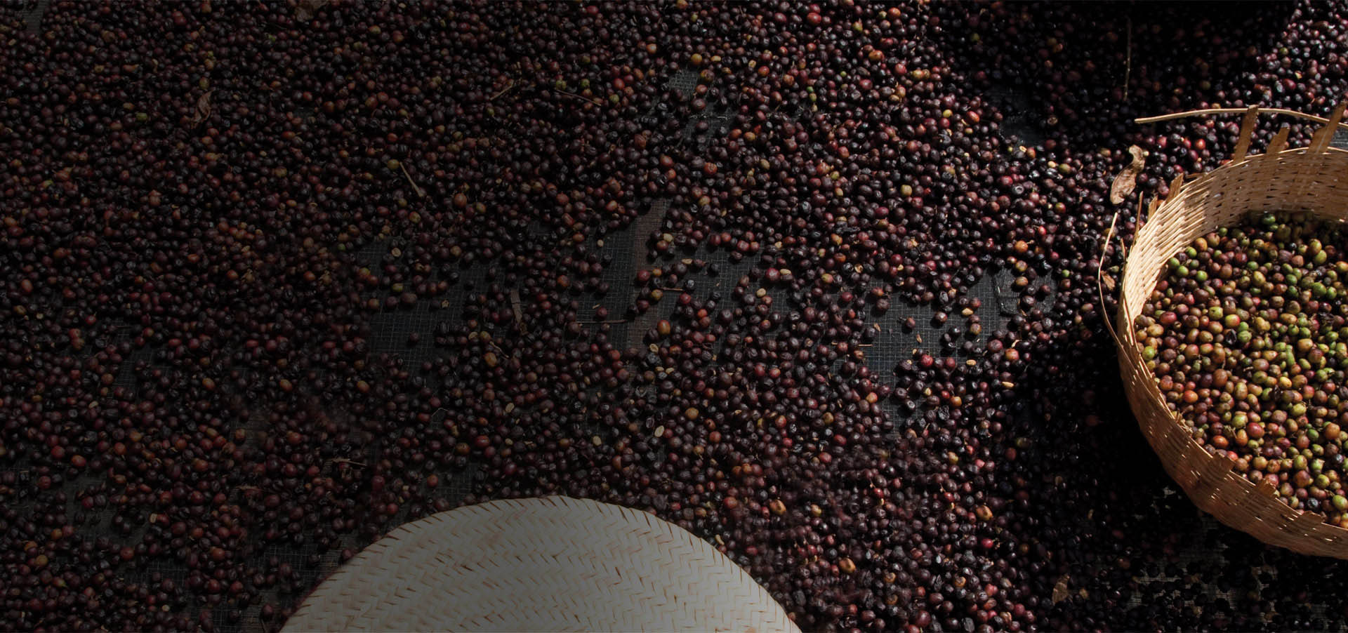 Starbucks | Arla Foods